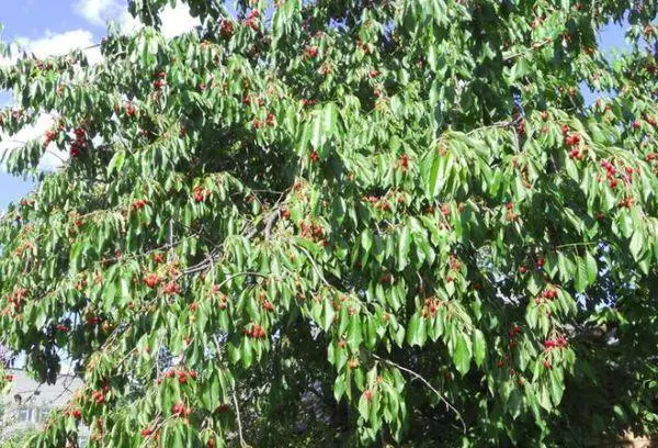 Cherry Tree.