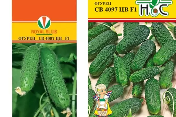 Cucumber Seeds SV 4097 Col