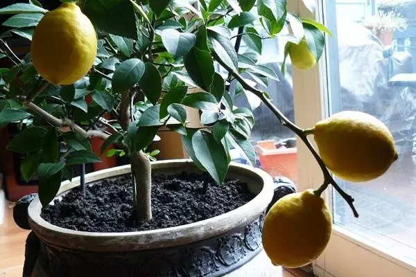 Citrus ing pot
