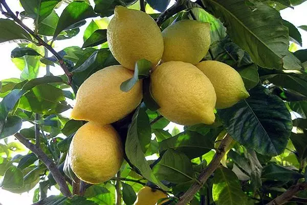 Imbuto ya citrus