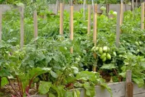 Amb la qual podeu plantar remolatxes en un llit, compatibilitat amb cebes i altres verdures