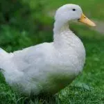 Duck White: Top 6 rase, caracteristicile și descrierile lor, condițiile de reproducere 1296_1