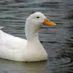 Hvid Duck: Top 6 racer, deres egenskaber og beskrivelser, Betingelser for opdræt 1296_10