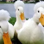 Duck White: Top 6 rase, caracteristicile și descrierile lor, condițiile de reproducere 1296_11