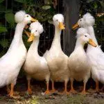 Duck White: Top 6 rase, caracteristicile și descrierile lor, condițiile de reproducere 1296_13