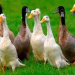 Duck White: Top 6 rase, caracteristicile și descrierile lor, condițiile de reproducere 1296_14