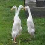 White duck: Top 6 breeds, their characteristics and descriptions, conditions of breeding 1296_15