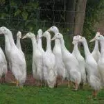 White duck: Top 6 breeds, their characteristics and descriptions, conditions of breeding 1296_16