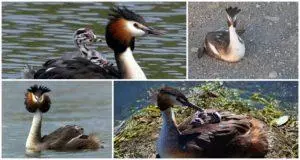 Description and habitat of the duck loading, behavior in the wild and diet