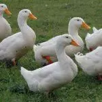 White duck: Top 6 breeds, their characteristics and descriptions, conditions of breeding 1296_18