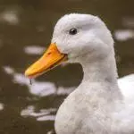 White duck: Top 6 breeds, their characteristics and descriptions, conditions of breeding 1296_19