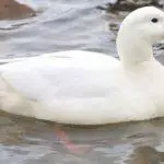 White Duck: Топ 6 тукум, алардын мүнөздөмөлөрү жана сүрөттөмөлөрү, селекциялоо шарттары 1296_2