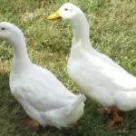 White Duck: Топ 6 тукум, алардын мүнөздөмөлөрү жана сүрөттөмөлөрү, селекциялоо шарттары 1296_20