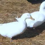 White duck: Top 6 breeds, their characteristics and descriptions, conditions of breeding 1296_3