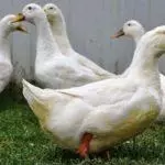 Farin duck: manyan nau'ikan 6, halaye da kwatancen 1296_4