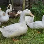 White duck: Top 6 breeds, their characteristics and descriptions, conditions of breeding 1296_5