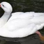 Duck White: Top 6 rase, caracteristicile și descrierile lor, condițiile de reproducere 1296_6