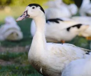 How and why you need to trim the beak mulardam, the rules of the migration