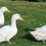 White Duck: Топ 6 тукум, алардын мүнөздөмөлөрү жана сүрөттөмөлөрү, селекциялоо шарттары 1296_8