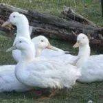 White Duck: Топ 6 тукум, алардын мүнөздөмөлөрү жана сүрөттөмөлөрү, селекциялоо шарттары 1296_9