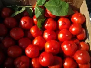 Karakteristisk og beskrivelse av variasjonen av tomat primeringonna, dets utbytte
