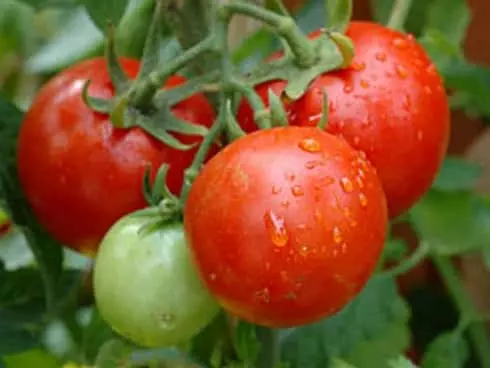 Храсти на домати валя