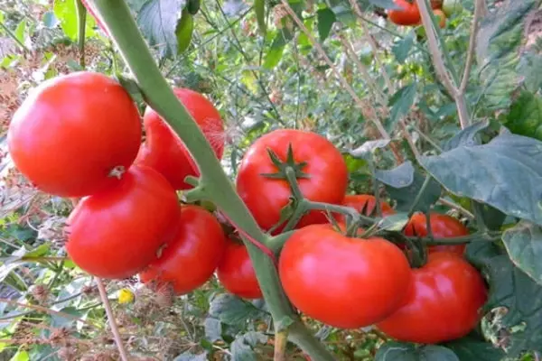 Tomato Valya sa bukas nga yuta