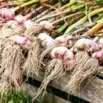 When to clean garlic in 2021: timing and rules, top 7 storage methods 12972_2