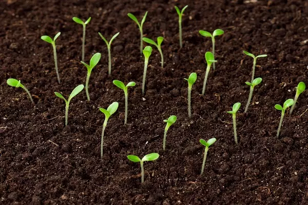 Cultivos de vegetales