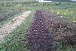 가을에 감자를 뿌리는 것이 더 낫다는 것은 어떤 종류입니까?