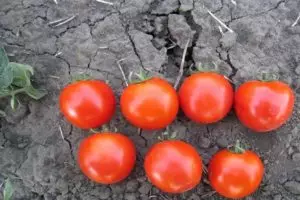 Priskribo kaj karakterizaĵoj de Tomato Asvon