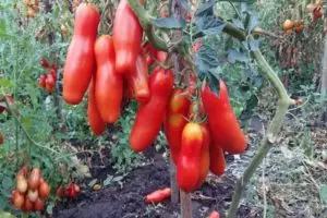 Tomate tomatearen deskribapena eta haren ezaugarriak