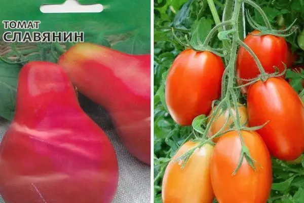 Bushes Tomato Slavyanim