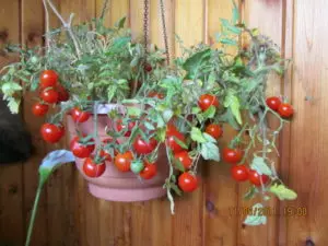 Karakteristisk og beskrivelse av variasjonen av tomat tranebær i sukker, dets utbytte