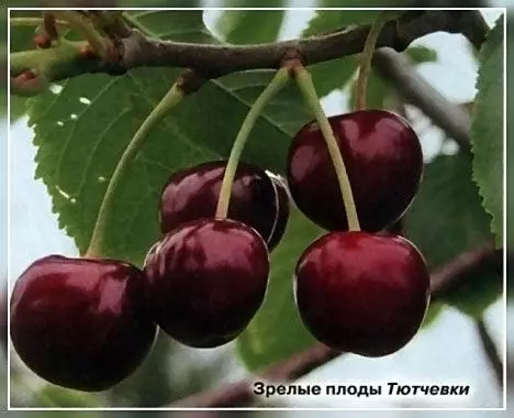 Kuibva cherry