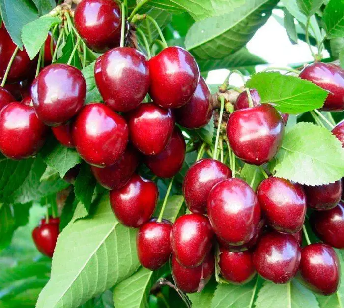 Cherry în Urals.