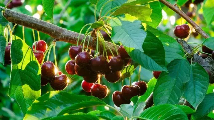 Cherry sa Urals.