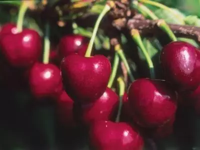 Ripe cherry