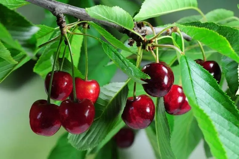 Cherry sa Urals.