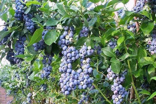 Berries bluberries