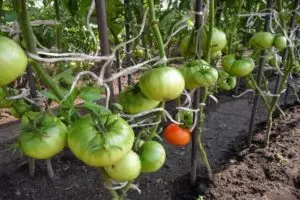 Descrição das variedades de tomate vizinho espessa, sua característica e rendimento