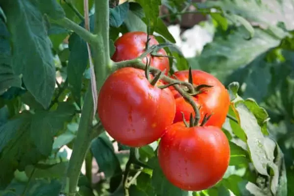 Samurai-tomaat in open terrein