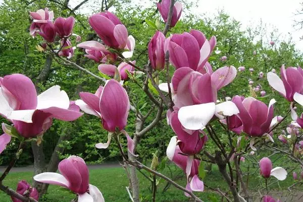 Magnolia Sulanja