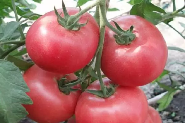 टोमॅटो गुलाबी