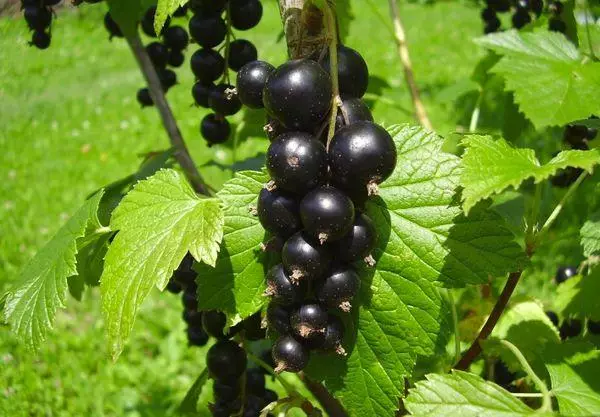 Pelên currant