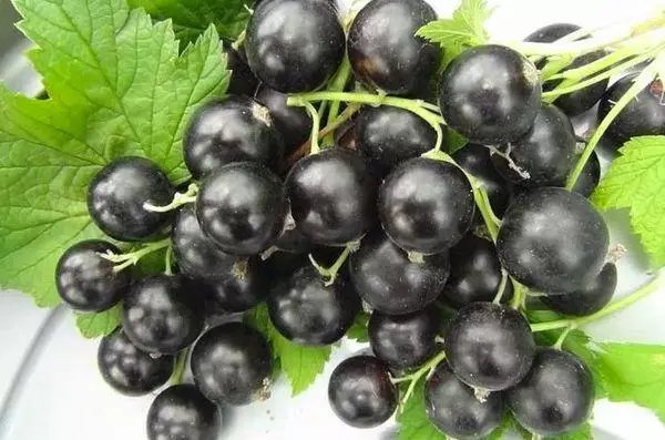 Ryp CurRants