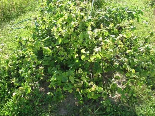 Bush currant