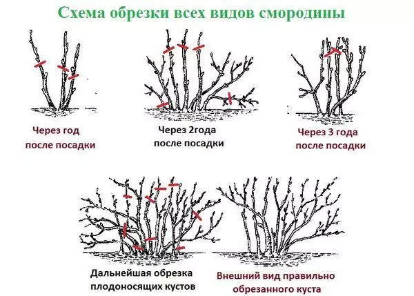 მოცხარის trimming