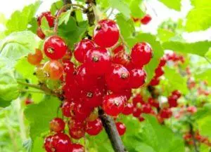 Priskribo de la Red Currant-varioj de Marmaladynitsa, Surteriĝo kaj Prizorgo