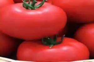 Description de la variété de la tomate Jaguar, de la culture et du rendement